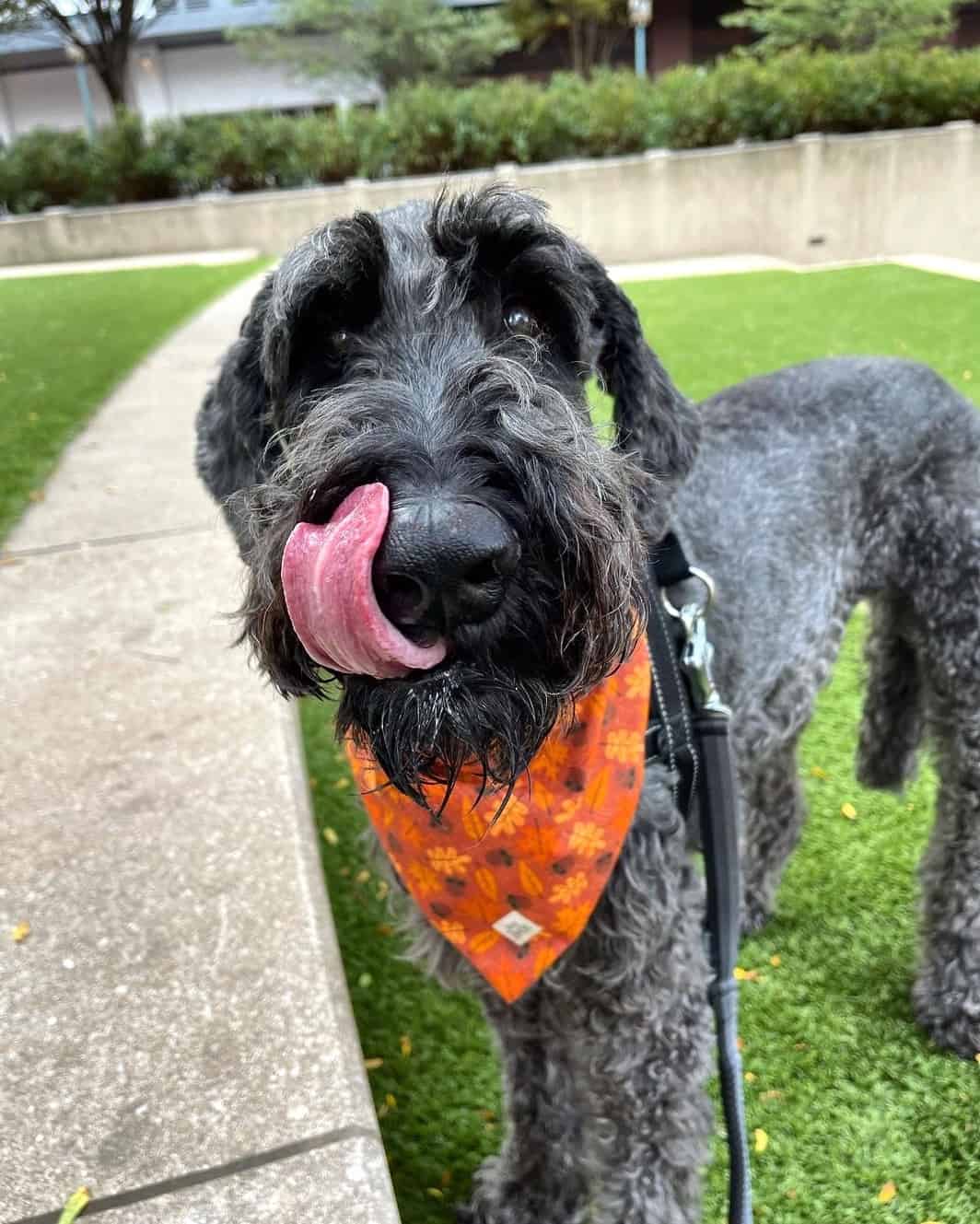 Giant Schnoodle (Giant Schnauzer & Poodle Mix) Info, Pictures, Facts ...