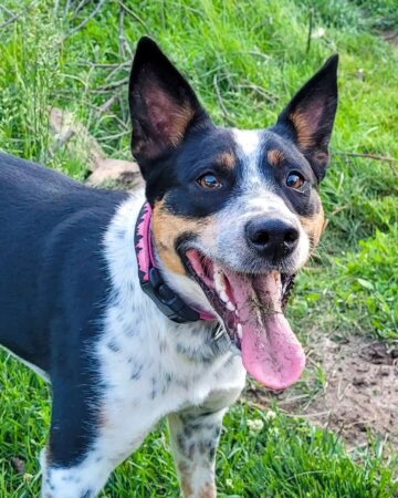 Hanging Tree Dog | Dog Breed Information, Pictures & Facts