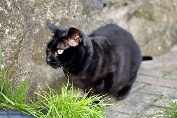 Black Bengal Cat: Facts About the Melanistic Bengal (With Pictures)