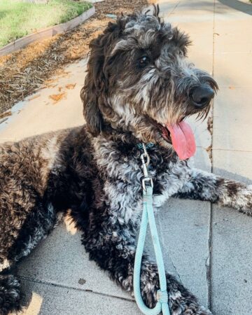 Merle Goldendoodle: Info, Genetics, Traits & FAQ (With Pictures)