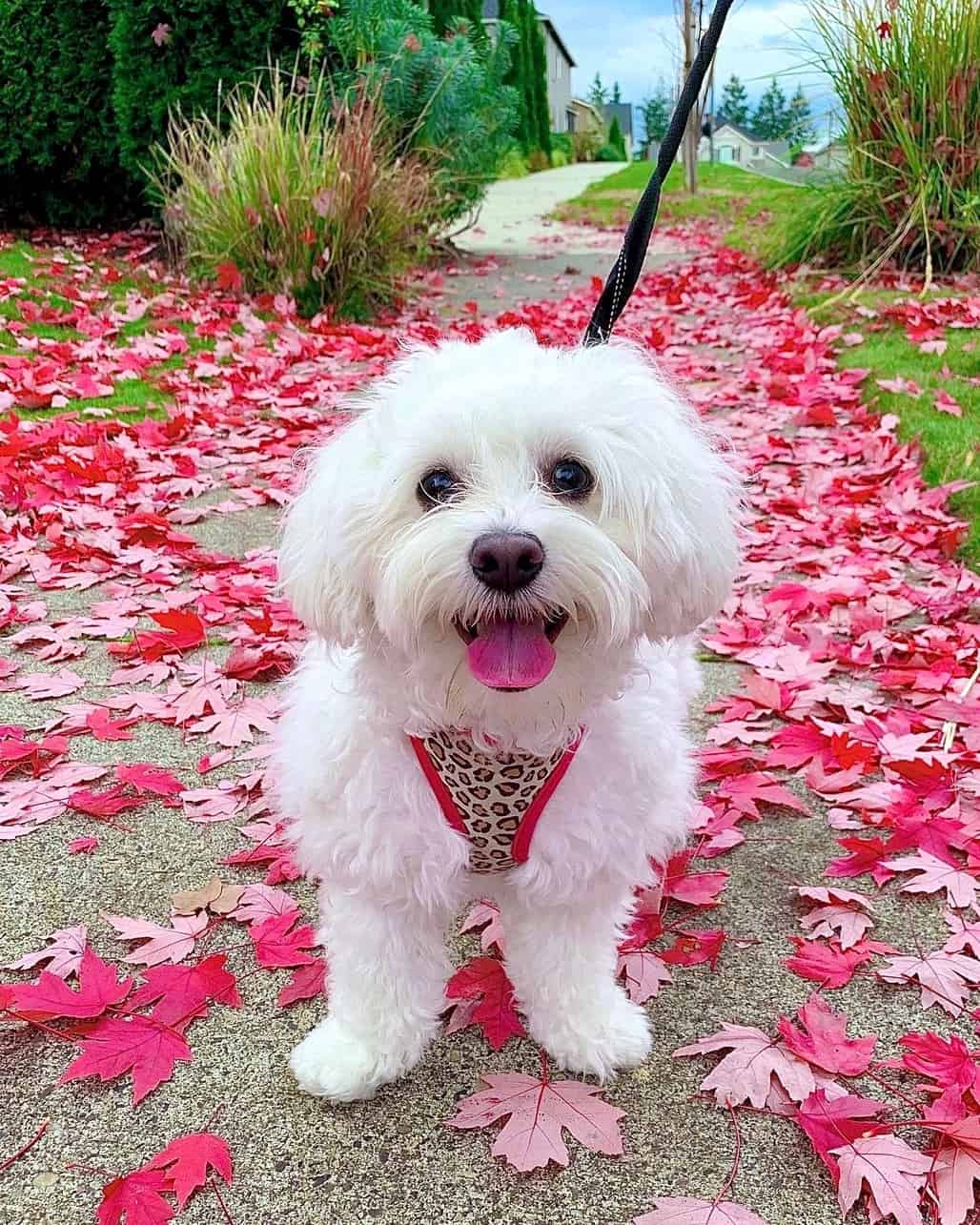 White Maltipoo: The Ultimate Guide to This Fluffy White Dog