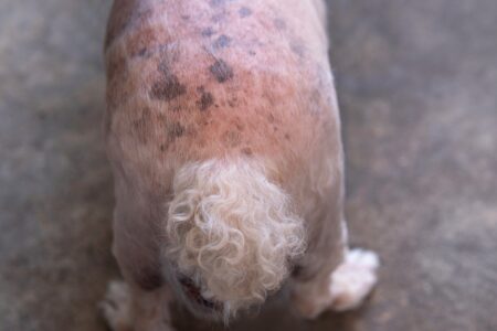 Black Spots on Dog’s Skin: Causes, Diagnosis & Treatments