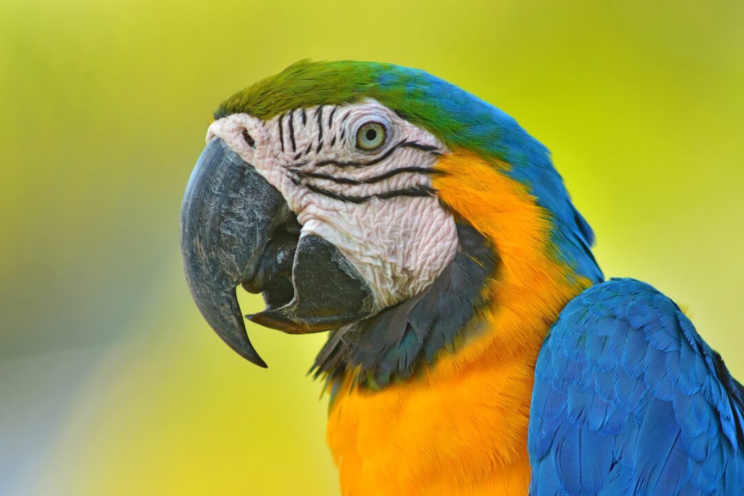 Parrot Tongue Anatomy, Function & Facts (With Pictures)