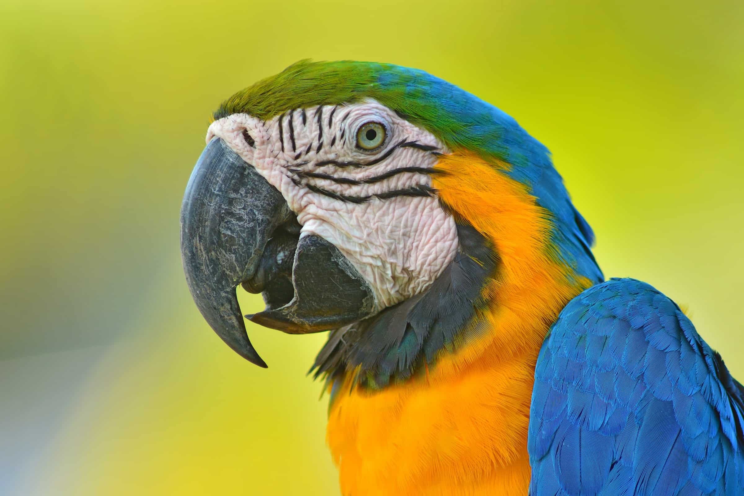 Parrot Tongue Anatomy, Function & Facts (With Pictures)