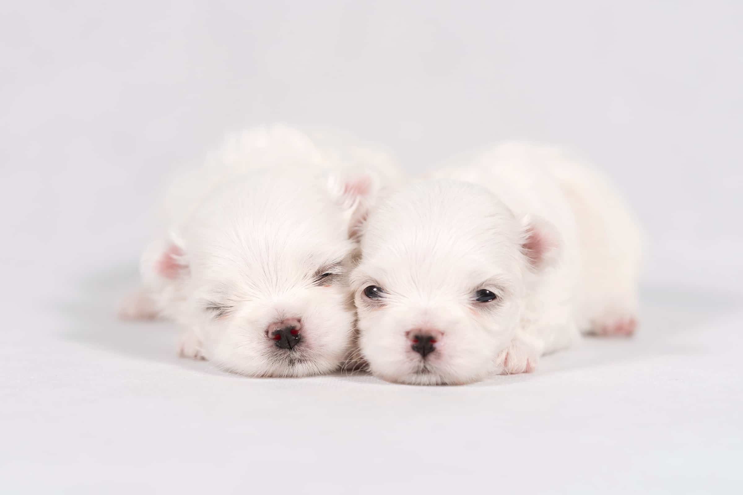 Teacup Maltese: A Complete Guide to This Miniature Pooch