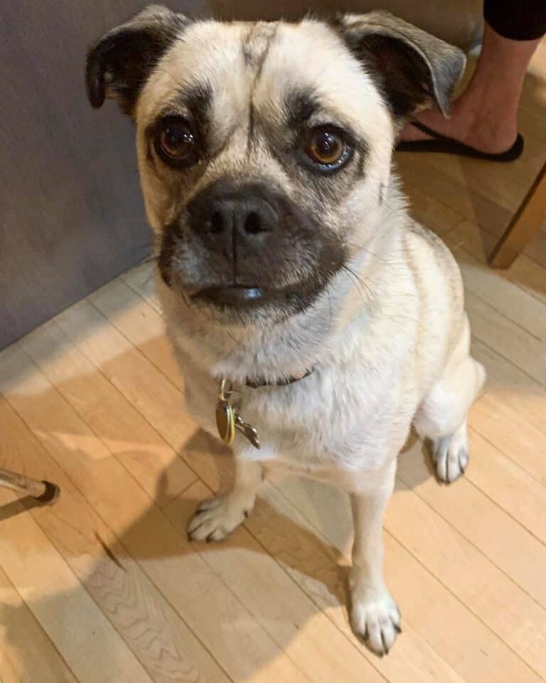 Husky Pug Mix (Hug Dog) Info, Pictures, Traits, Facts & FAQs