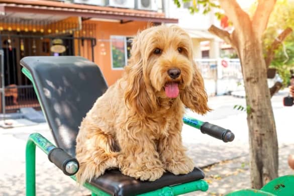 How Much to Feed a Cockapoo (Puppy & Adult Feeding Chart)