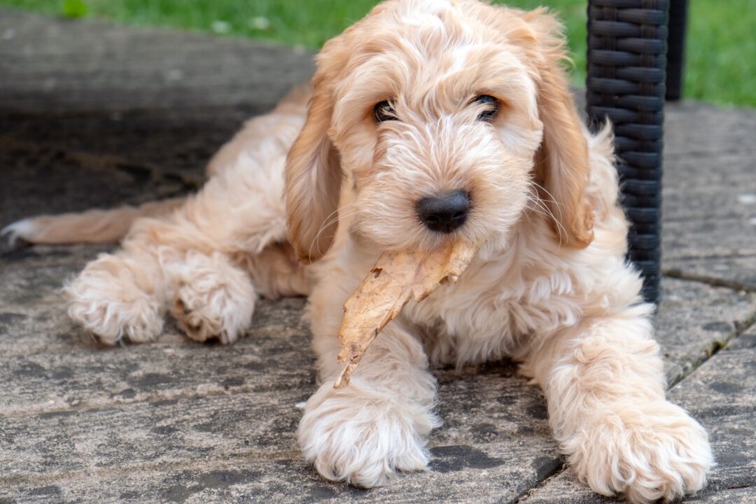 How Much to Feed a Cockapoo (Puppy & Adult Feeding Chart)