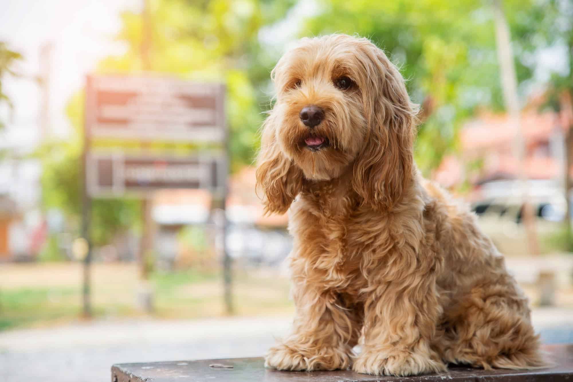 How Much to Feed a Cockapoo (Puppy & Adult Feeding Chart)
