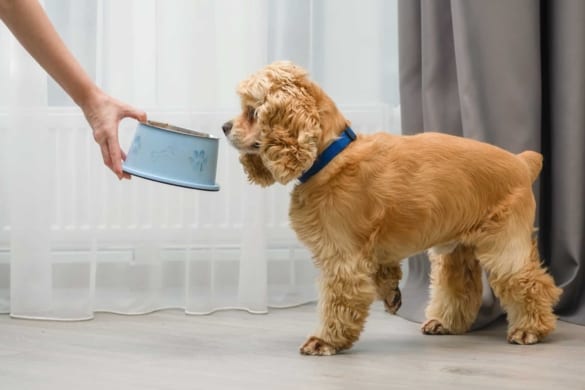 How Much to Feed a Cocker Spaniel (Feeding Chart & Guide)