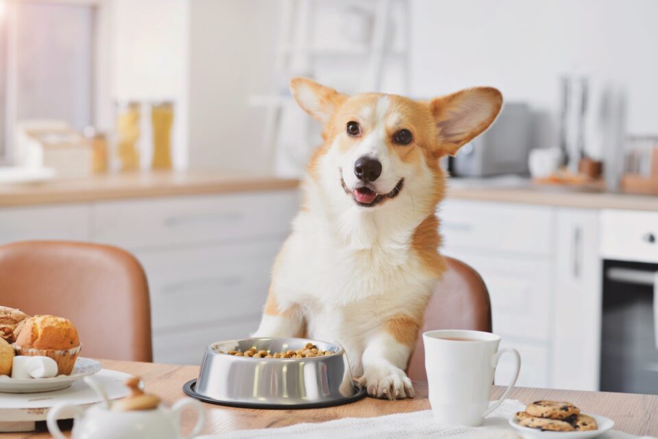 How Much to Feed a Corgi (Puppy & Adult Feeding Chart)