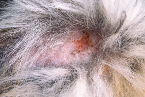 Black Spots on Dog’s Skin: Causes, Diagnosis & Treatments