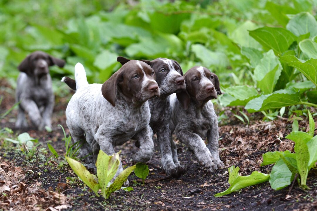 How Much to Feed a German Shorthaired Pointer (Puppy & Adult Feeding Chart)