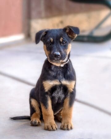 Shepweiler (German Shepherd & Rottweiler Mix) Info, Pictures, Facts ...