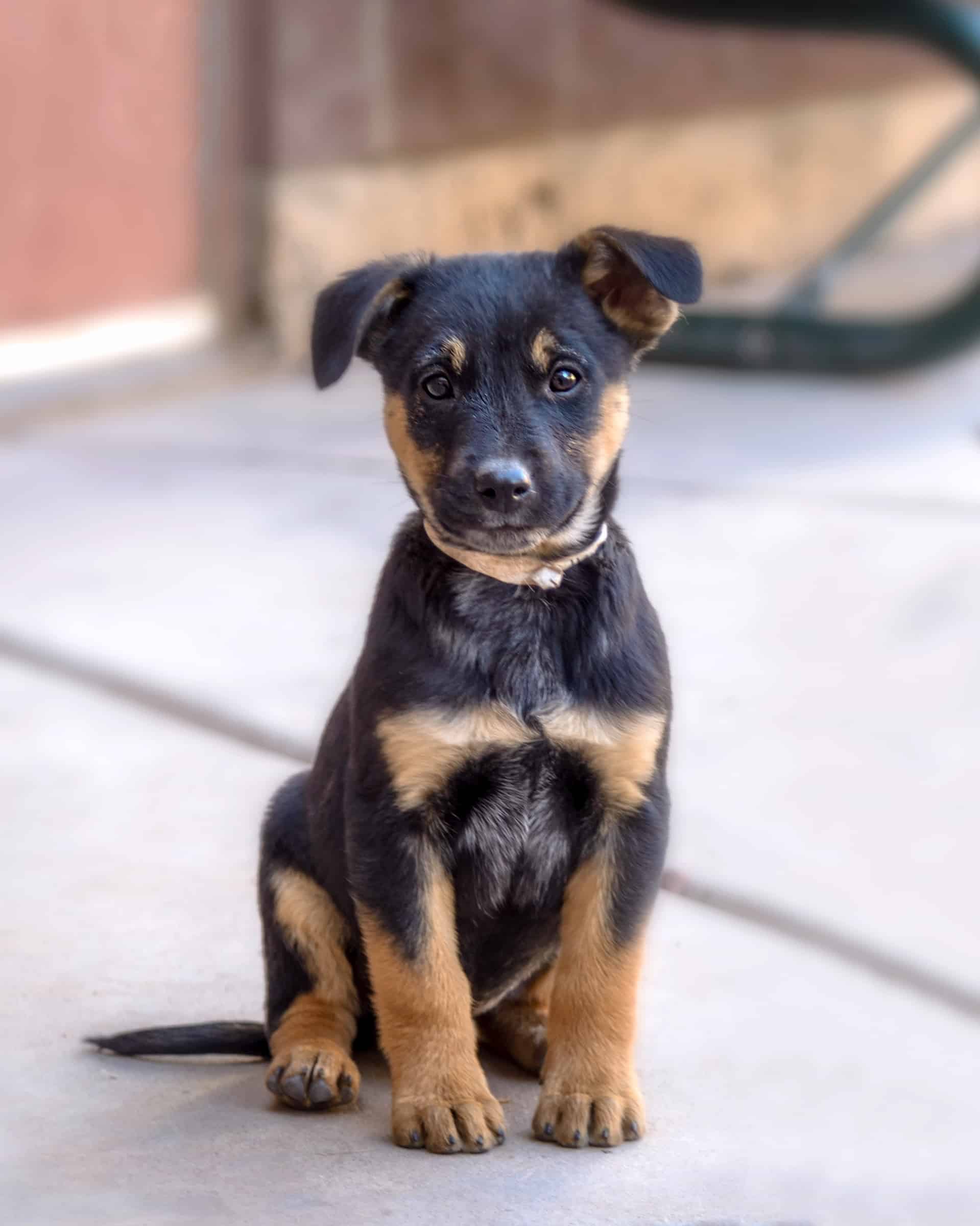 Shepweiler (German Shepherd & Rottweiler Mix) Info, Pictures, Facts ...