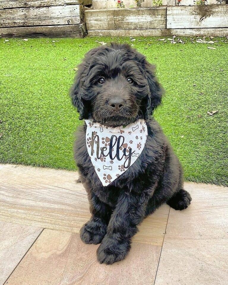 Newfypoo | Dog Breed Information, Pictures, Facts & More