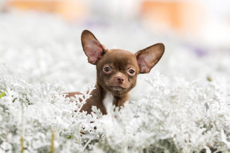 Brown Chihuahua: Facts, Traits, Genetics & FAQs (With Pictures)