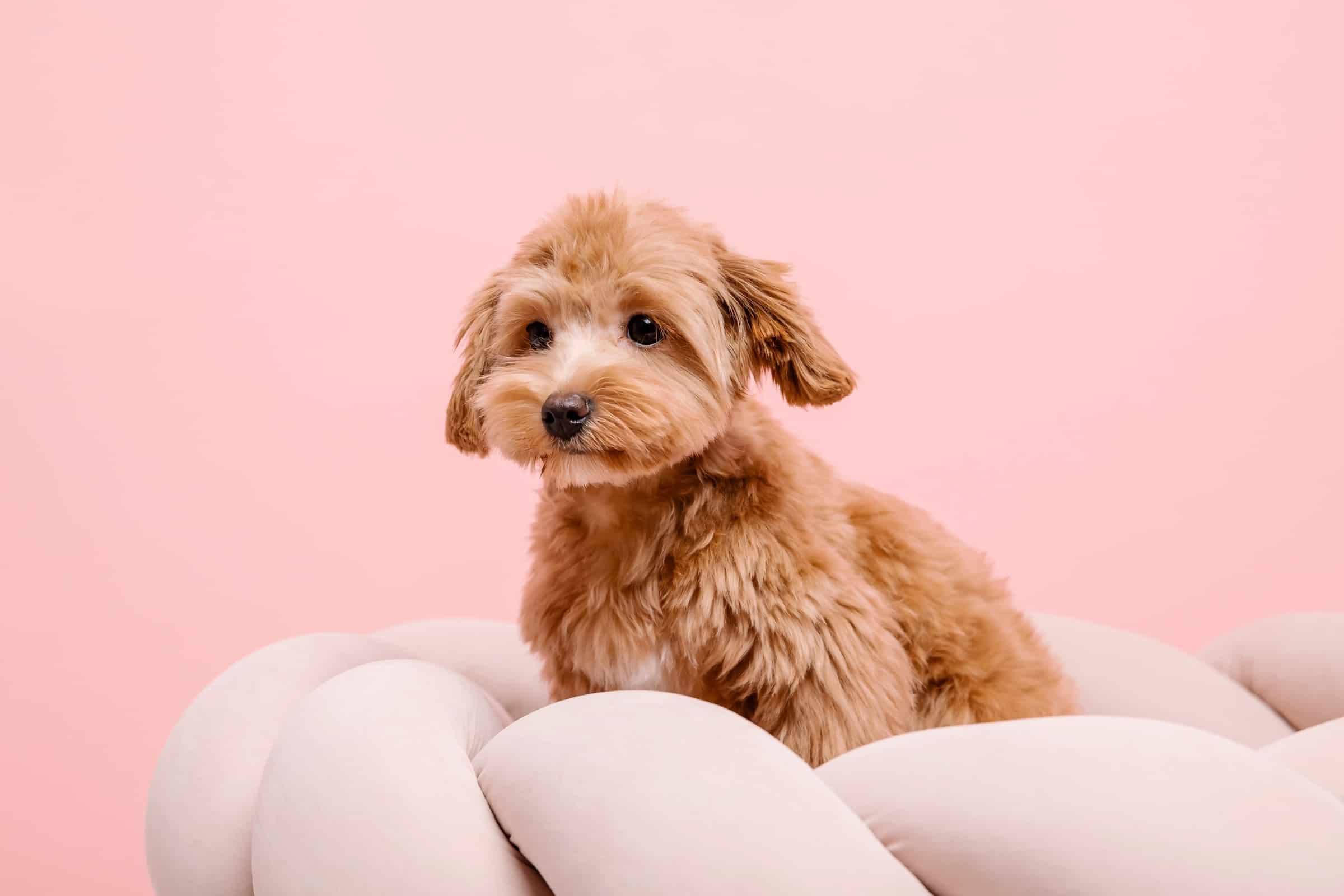 Brown Maltipoo: Facts, Traits, Genetics & FAQs (With Pictures)