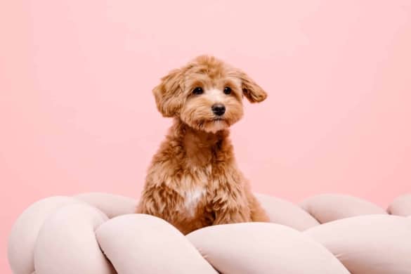 Brown Maltipoo: Facts, Traits, Genetics & FAQs (With Pictures)