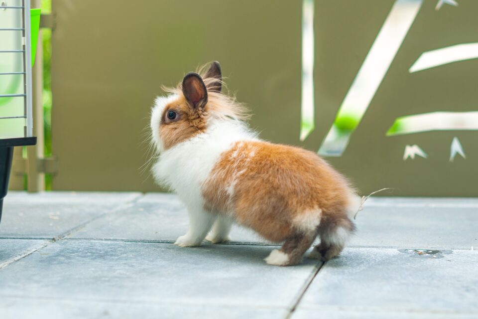 Rabbit Tail Anatomy, Function, Facts & FAQs (With Pictures)