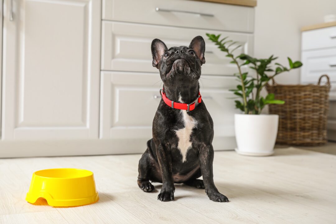 How Much to Feed a Boston Terrier (Feeding Chart & Guide)