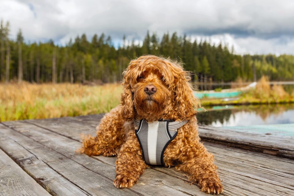 How Much to Feed a Cavapoo (Puppy & Adult Feeding Chart)