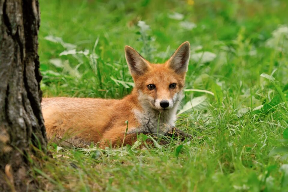70+ Cute Baby Foxes to Brighten Your Day (With Pictures)