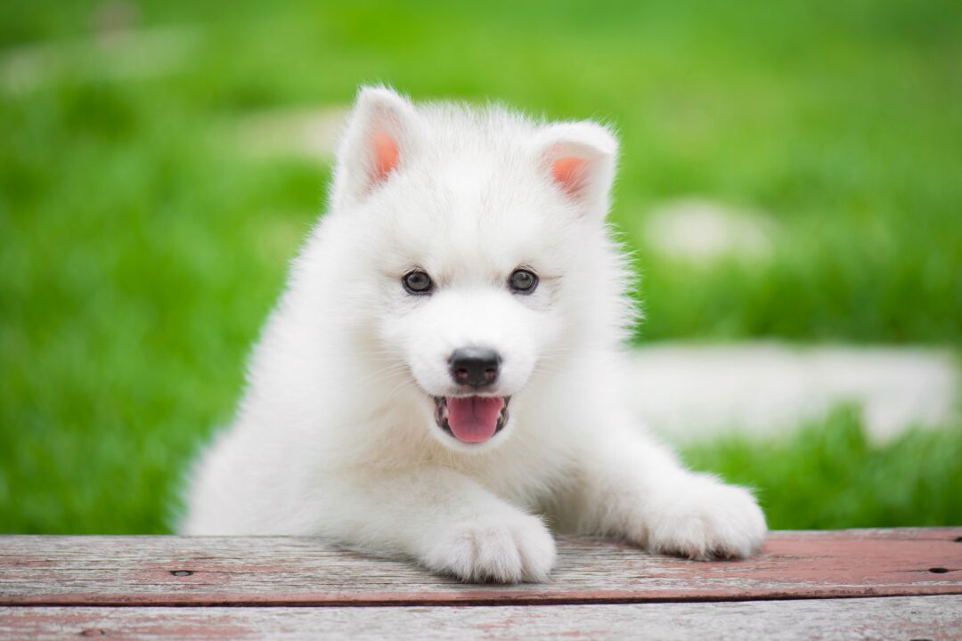 White Husky: Facts, Genetics, Traits & FAQs (With Pictures)