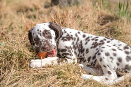 How Much to Feed a Dalmatian (Puppy & Adult Feeding Chart)