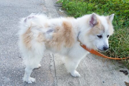 Found Crusty Scabs on Dog’s Back? Types, Causes & Treatment