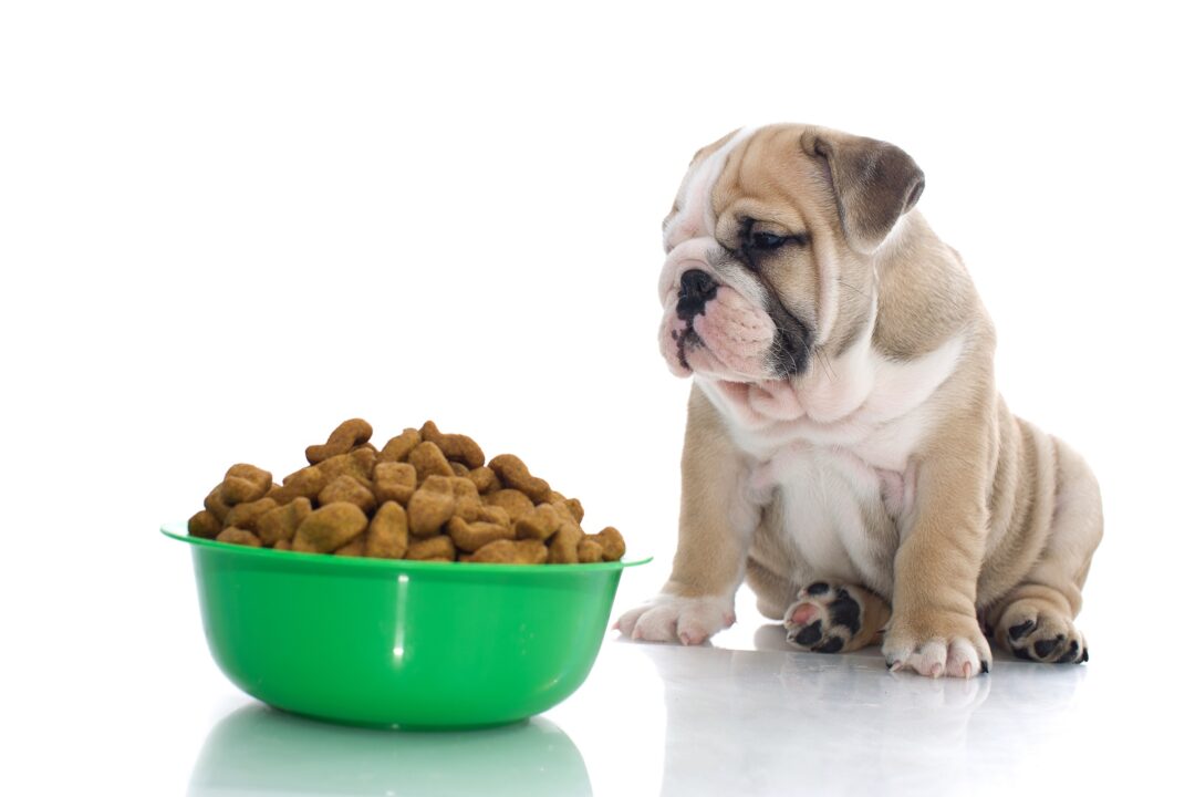 How Much to Feed a Bulldog (Puppy & Adult Feeding Chart)