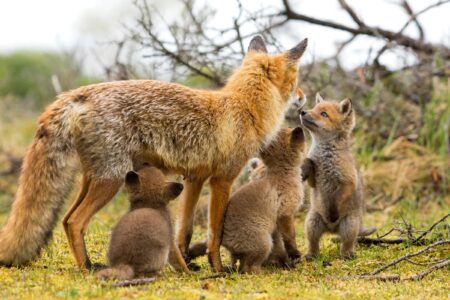 70+ Cute Baby Foxes to Brighten Your Day (With Pictures)