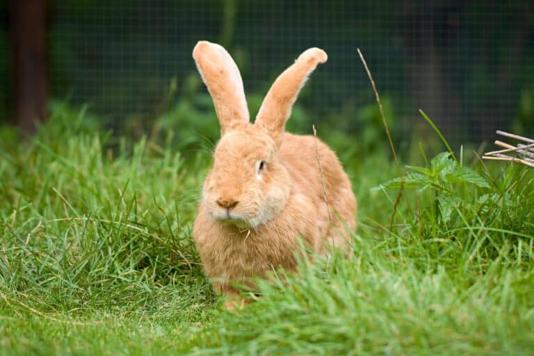 Flemish Giant Rabbits for Sale in the USA (2026): Our Top Picks!