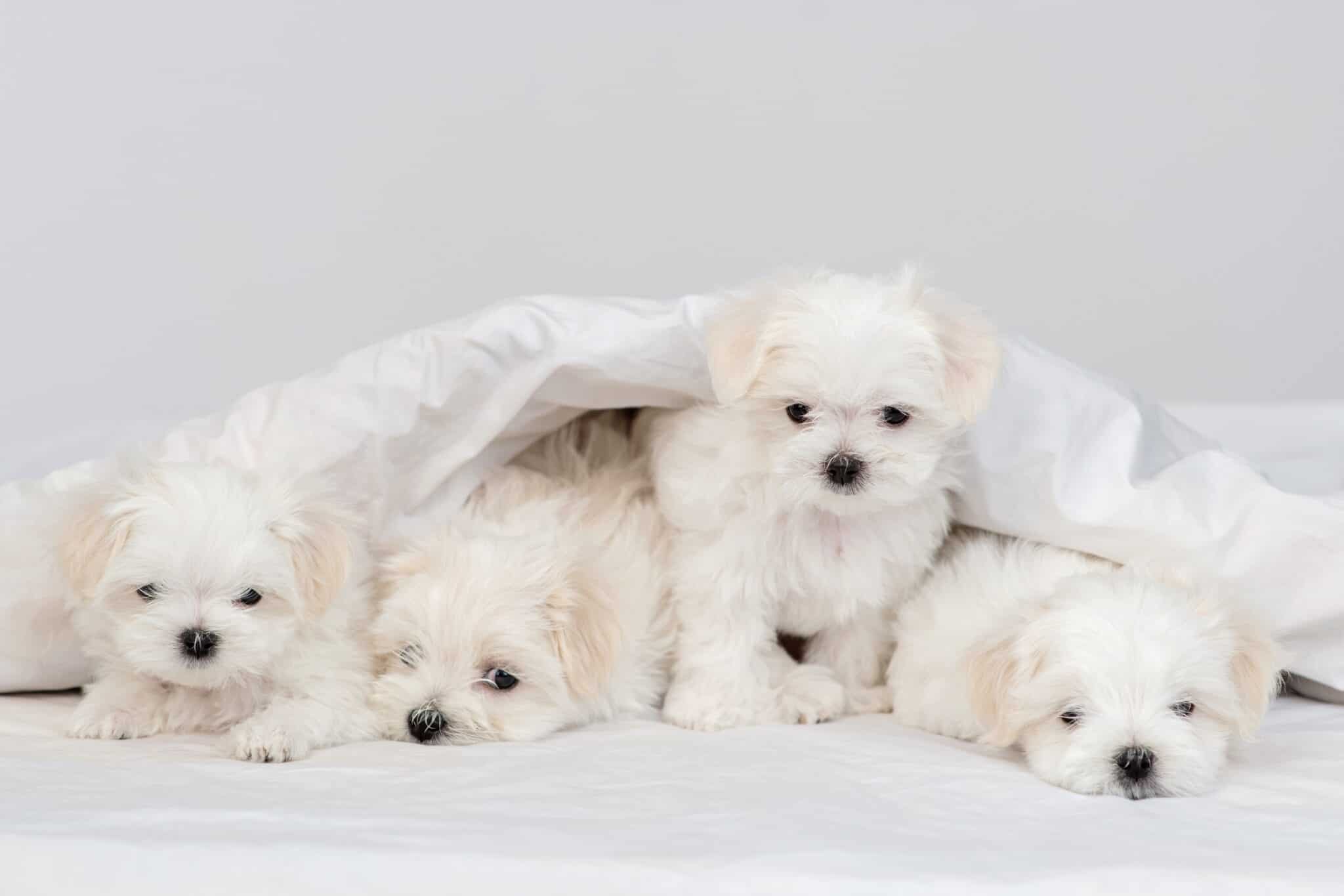 Teacup Maltese: A Complete Guide to This Miniature Pooch
