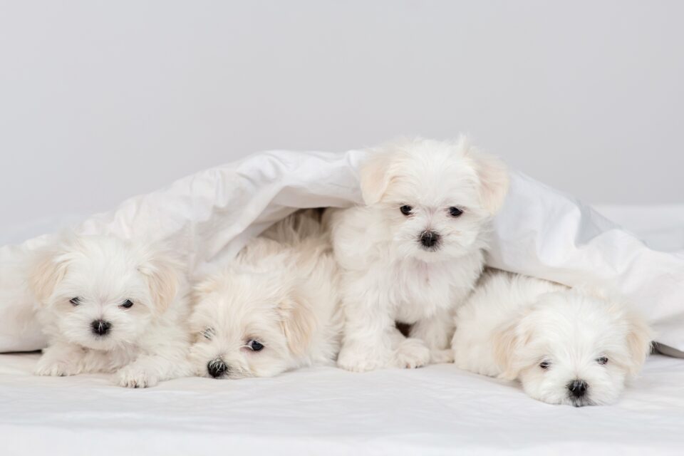 Teacup Maltese: A Complete Guide to This Miniature Pooch