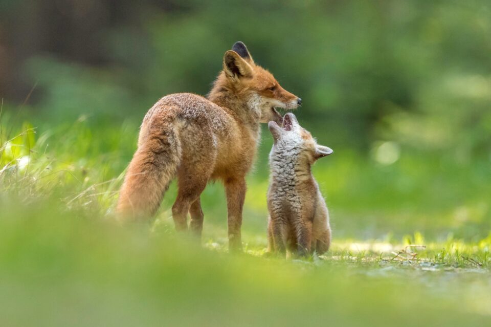 70+ Cute Baby Foxes to Brighten Your Day (With Pictures)
