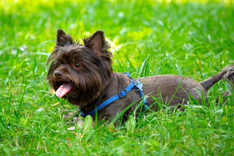Chocolate Yorkie (Brown Yorkie): Everything You Need to Know
