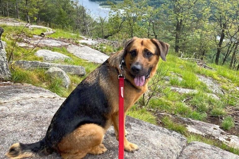 German Shepherd Hound Mix: Info, Pictures, Facts & More