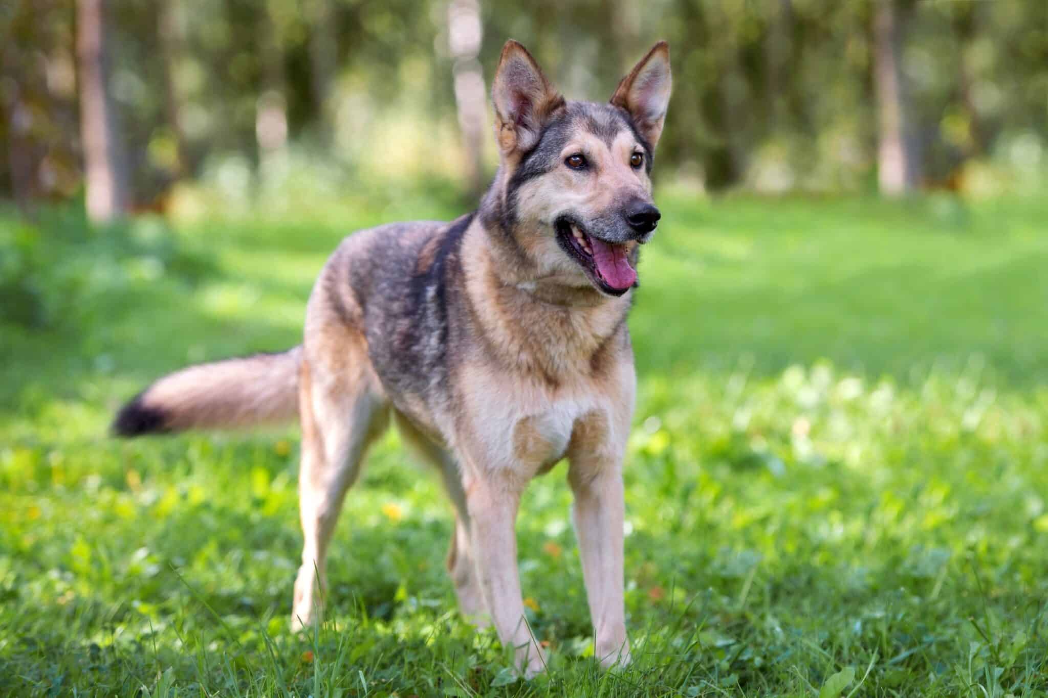 Shepsky (German Shepherd & Husky Mix) Info, Pictures, Facts, FAQs & More