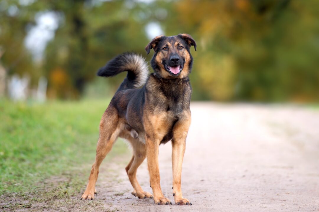 Shepweiler (German Shepherd & Rottweiler Mix) Info, Pictures, Facts ...
