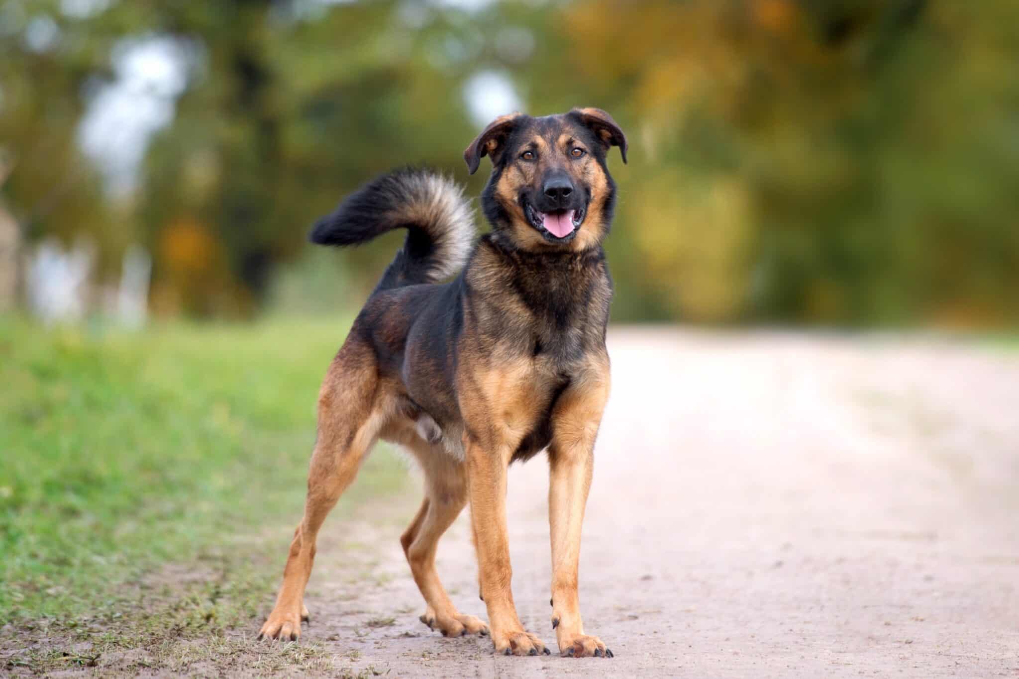 Shepweiler (German Shepherd & Rottweiler Mix) Info, Pictures, Facts ...