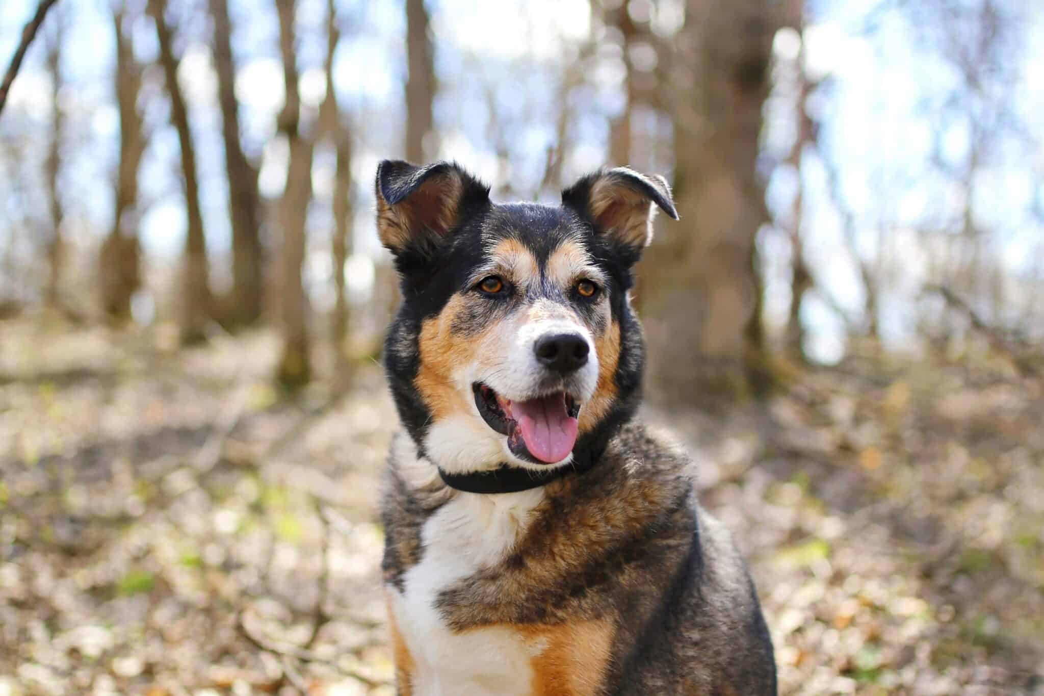 Shepsky (German Shepherd & Husky Mix) Info, Pictures, Facts, FAQs & More