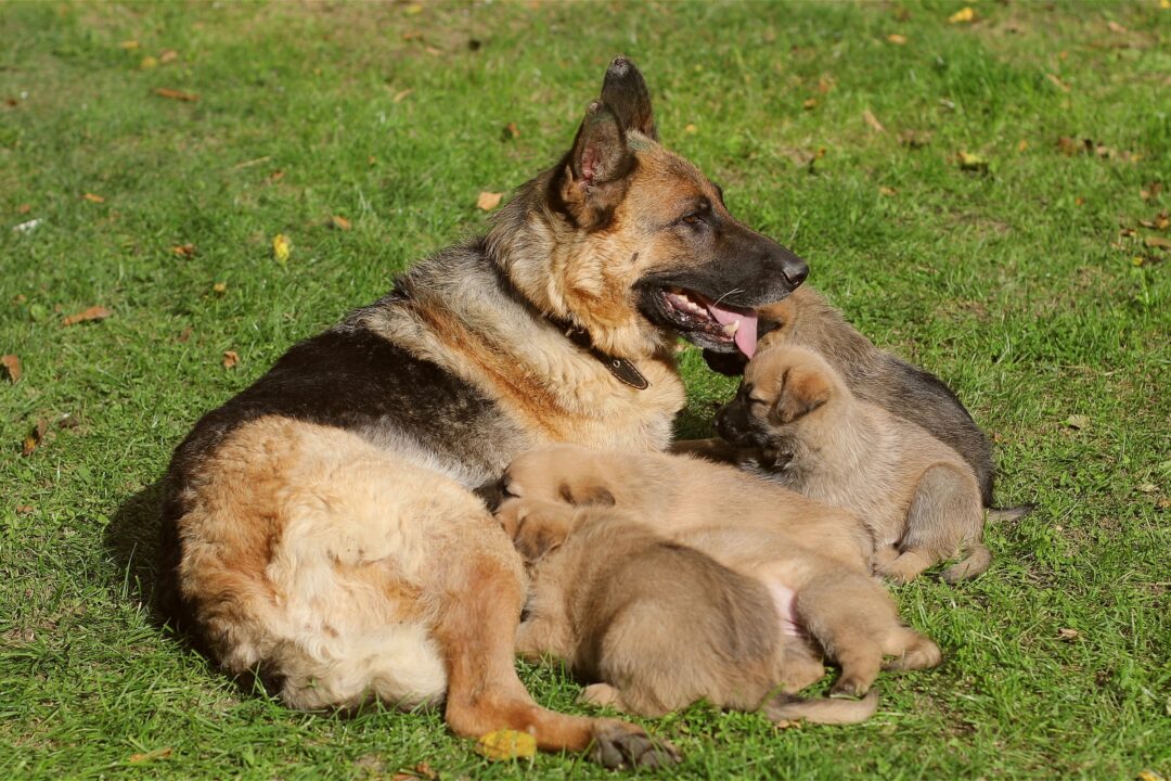 German Shepherd Pregnancy Length, Stages, Signs & Care Tips