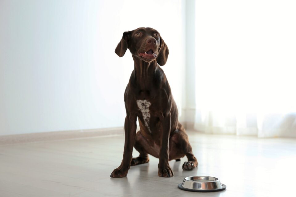 How Much to Feed a German Shorthaired Pointer (Puppy & Adult Feeding Chart)