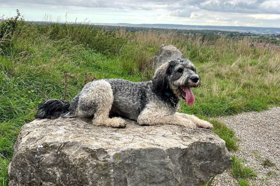 Giant Schnoodle (Giant Schnauzer & Poodle Mix) Info, Pictures, Facts ...