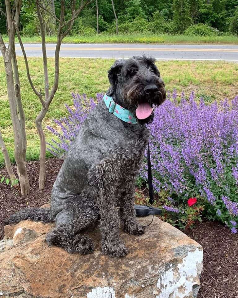 Giant Schnoodle (Giant Schnauzer & Poodle Mix) Info, Pictures, Facts ...