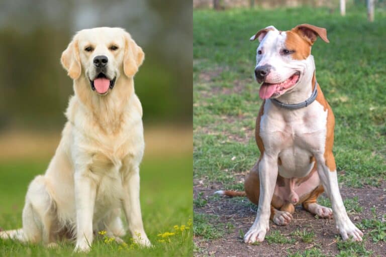 Golden Retriever Pitbull Mix: Info, Pictures, Facts, FAQs & More