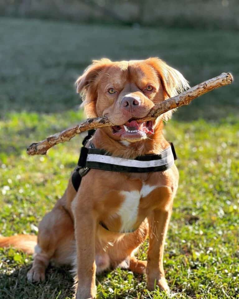 Golden Retriever Pitbull Mix: Info, Pictures, Facts, FAQs & More