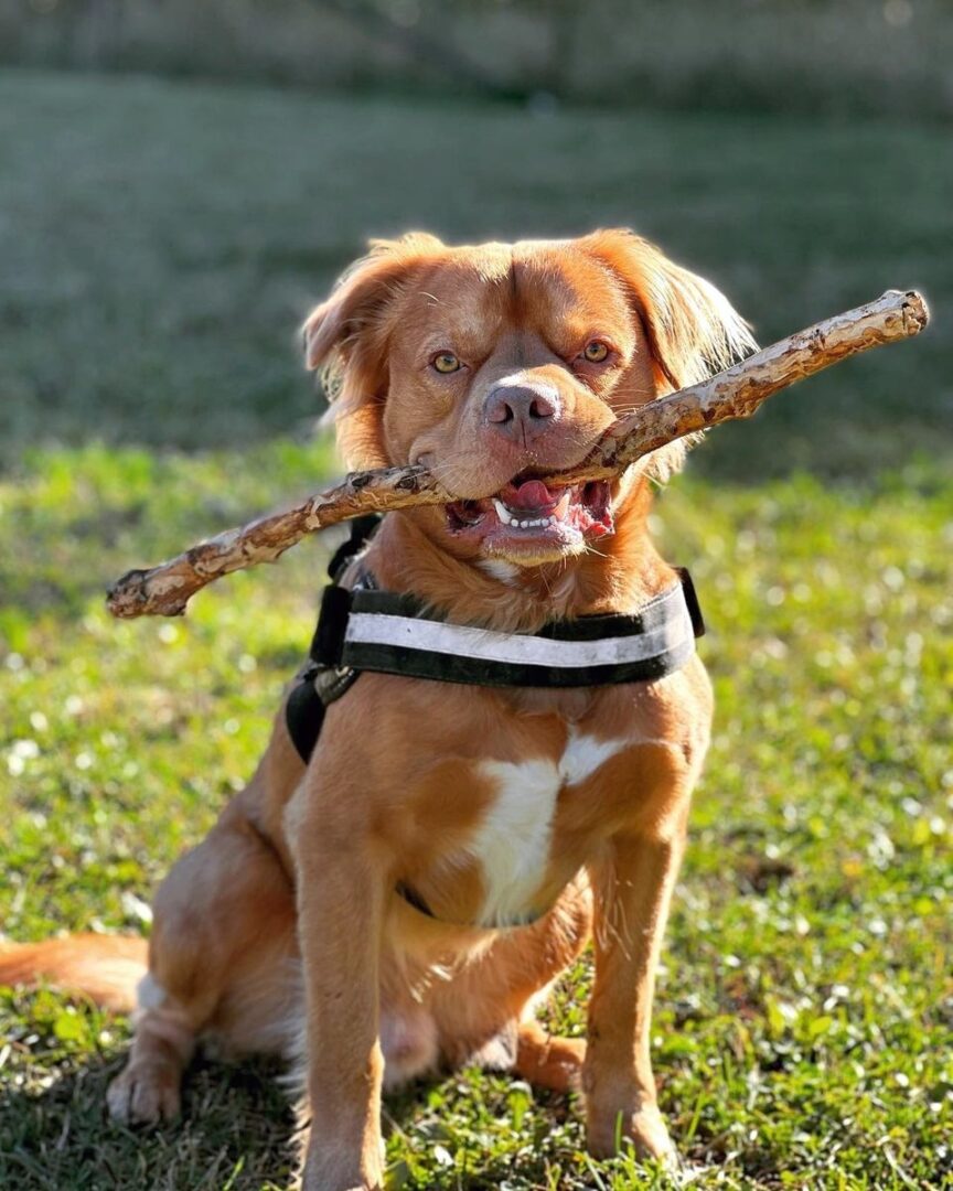 Golden Retriever Pitbull Mix: Info, Pictures, Facts, FAQs & More