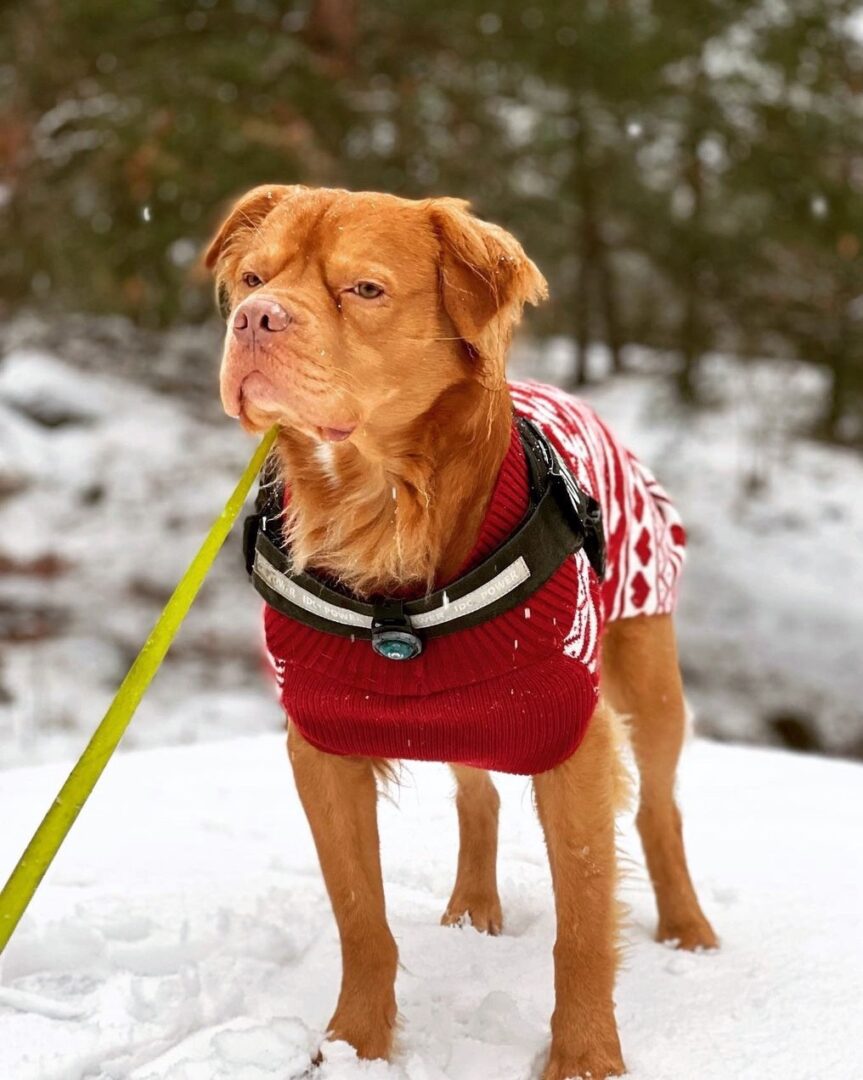 Golden Retriever Pitbull Mix: Info, Pictures, Facts, FAQs & More